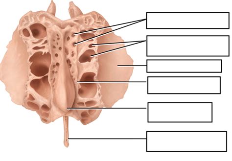 Sphenoidal Bone Diagram Quizlet