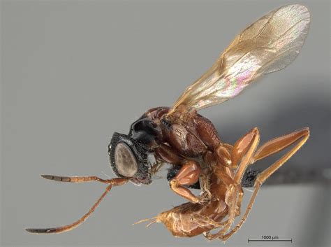 Dryinidae Identification Keys Waspweb