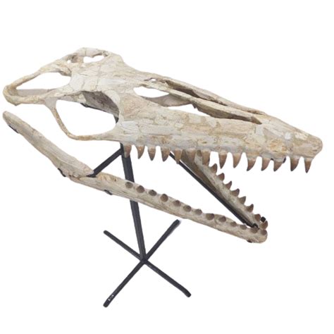 Mosasaurus Skulls Original Fossils For Sale