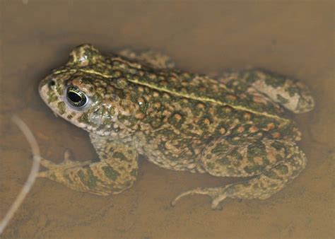 Natterjack Toad Species On The Edge Wildlife And Habitat Conservation
