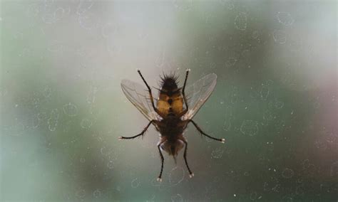 Flea Pest Control In The Uk Best Flea Sprays For Homes In The Uk