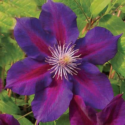 Clematis Hybriden Archive Clematis Westphal