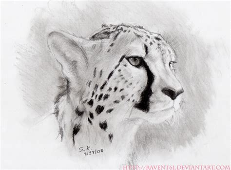 How To Draw A Realistic Cheetah Face At Amelie Merrill Blog