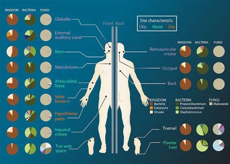 Microbiota In T Cell Survival Immunopaedia