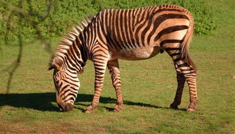 Zebra Breeding Facts Sciencing