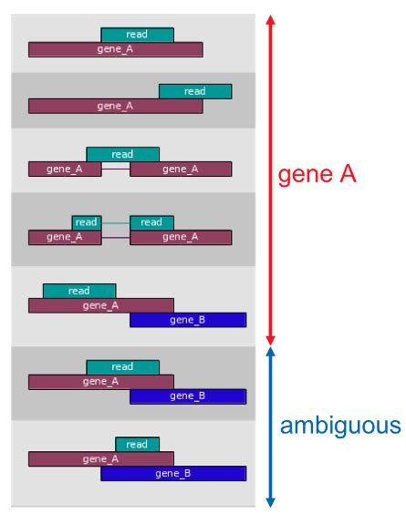 Gene Quantification Tufts Tts Research Technology Bioinformatics