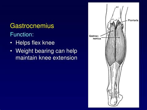 PPT Chapter 8 The Lower Extremity The Knee Ankle And Foot PowerPoint Presentation ID 5669640