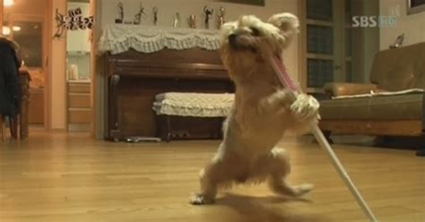 요크셔테리어 성격 내 성격에 어울리는 개사랑이 많은 사람에게 적합