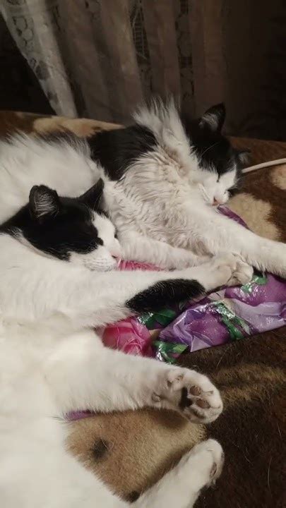 Шнурок и Марсик кайфуют Cat веселыекоты безкотажизньнета кот прикольныекоты Youtube