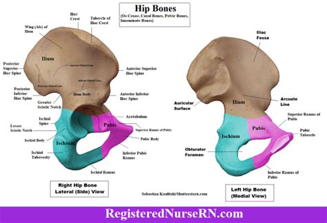 Hip Bones Anatomy Os Coxae Pelvic Girdle Ilium Ischium And Pubis