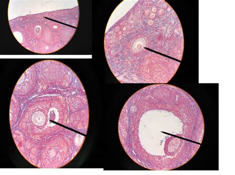 Diagram Of Follicles Quizlet