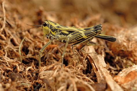 ‘prospect Of Existence Nameless Grasshopper Sparks Taxonomic Debate