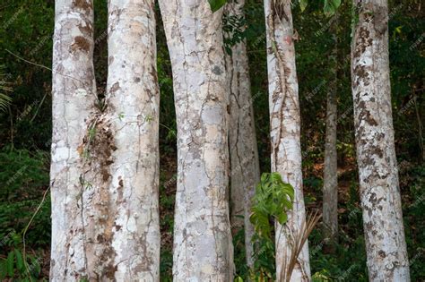Premium Photo Tree Trunk In Forest Tree Trunk In Wood Tree Trunk Grey