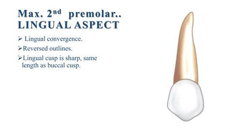 Maxillary Second Premolar Pptx