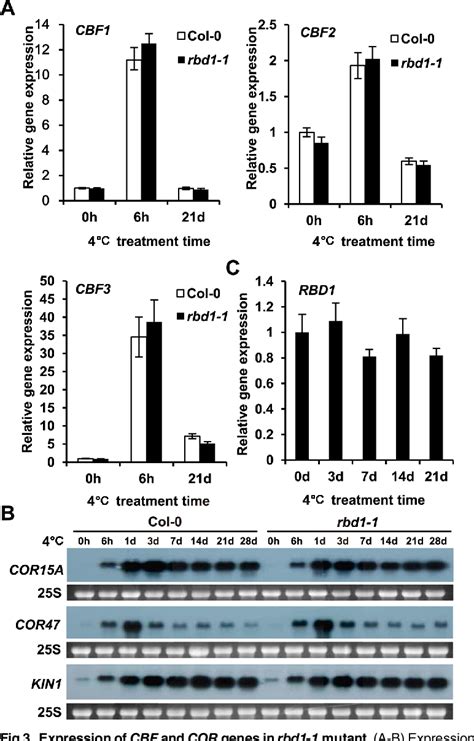 Chloroplast Localization Semantic Scholar