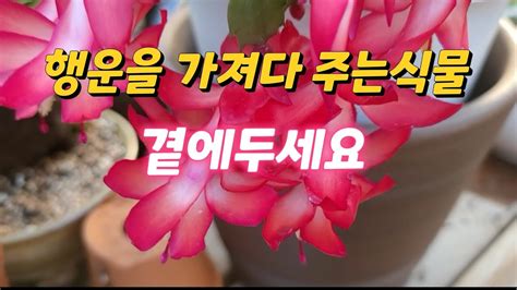 행운을 가져다주는 식물 꽃피는 염좌 게발선인장 Youtube