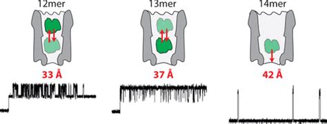 Tuning The Size And Properties Of Clya Nanopores Assisted By Directed