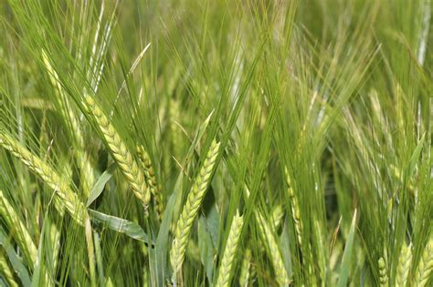 AGRITRADING - Adjuvants & Wetters