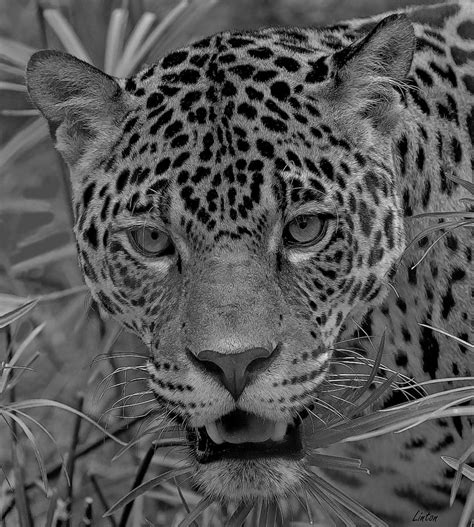 Black And White Jungle Cat Photograph By Larry Linton Pixels