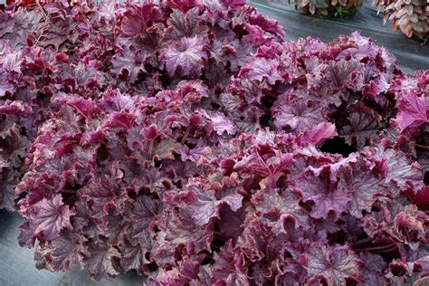 Heuchera Grande™ Amethyst Coral Bells Garden Center Marketing