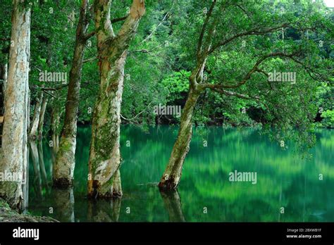 Tree In Water Stock Photo Alamy