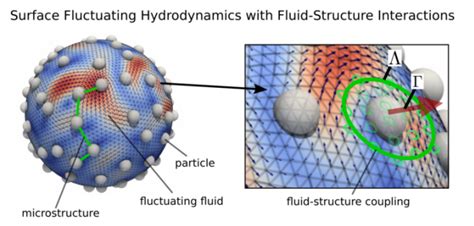 Surface Fluctuating Hydrodynamics With Fluid Structure Interactions To