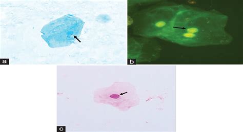 Dentistry And Medical Research