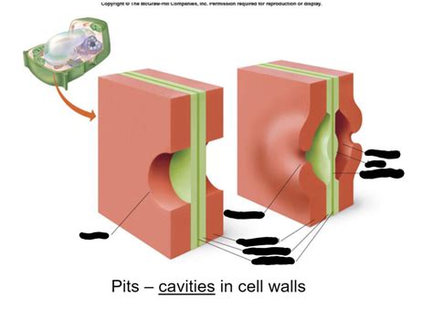 Cell Wall Makeup Diagram Quizlet