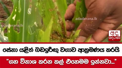 සේනා යළිත් බඩඉරිඟු වගාව ආක්‍රමණය කරයි ගහ විනාශ කරන කල් එහෙමම ඉන්නවා Youtube