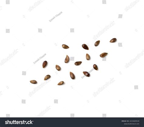 Apple Seed Isolated Apples Seeds Group Stock Photo 2231829519 Shutterstock