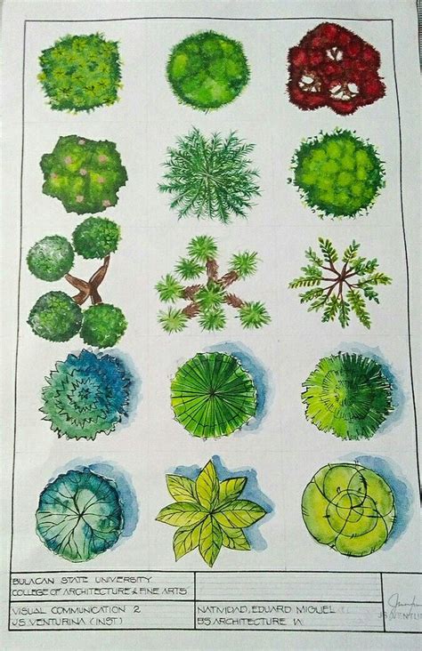 Landscape Architecture Drawing Of Trees