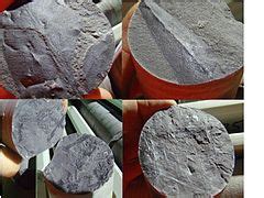 Category Permian Plantae Fossils Wikimedia Commons