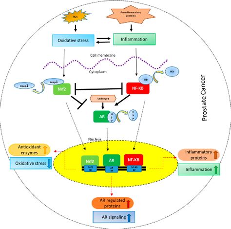 PDF Targeting Crosstalk between Nrf 2 NF κB and Androgen Receptor