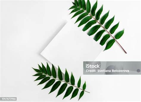 크리에이 티브 잎 종이 또는 밝은 배경에 인사말 카드 레이아웃 최소한의 자연 개념입니다 플랫이 하다 공간 복사 0명에 대한 스톡 사진 및 기타 이미지 Istock