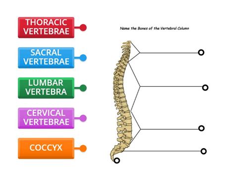 SECTIONS OF THE VERTEBRAL COLUMN Labelled Diagram
