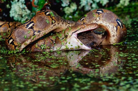 Reticulated Python Eating