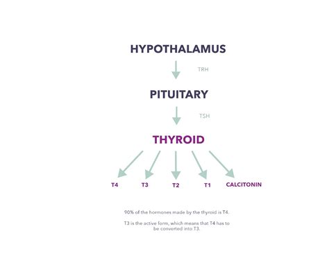 How Does Your Thyroid Work Martin Clinic