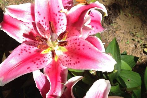 Stargazer Lily Meaning And Symbolism Perfection Success