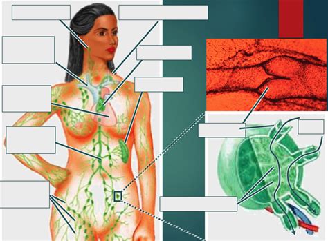 sistema linfático Diagram Quizlet