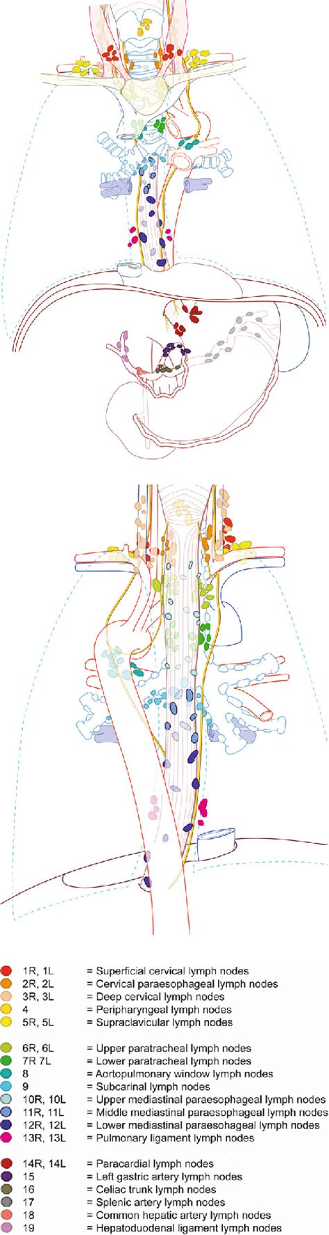 Classification Of Lymph Node Stations Download Scientific Diagram