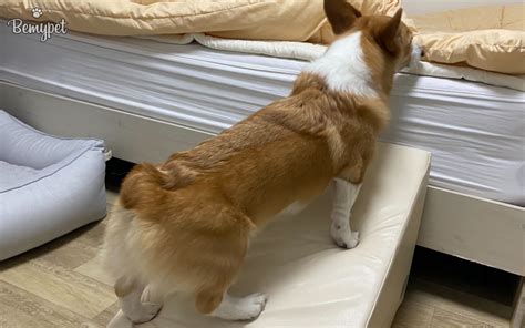 화이트톤 강아지 계단 추천 10가지 계단이 필요한 이유는 비마이펫 라이프