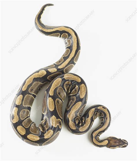 Royal Python Stock Image C051 4383 Science Photo Library