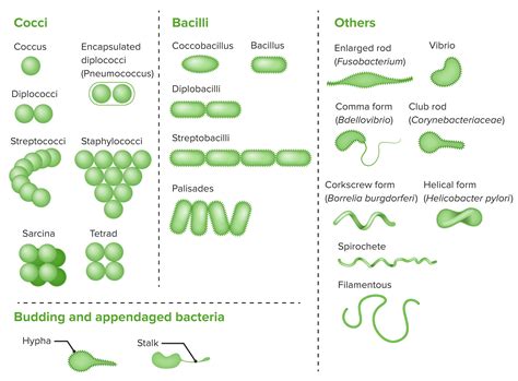 Microbiology Diagram Show Bacterial Morphology Coccus 50 Off