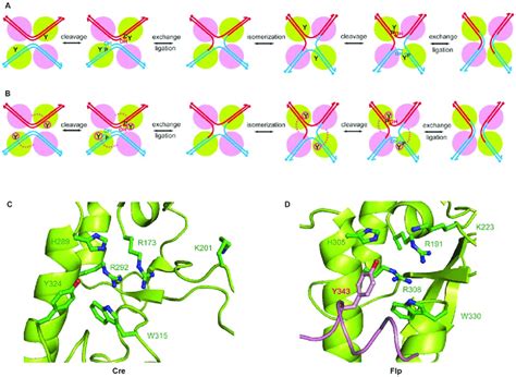 Reaction Pathways And Active Site Configurations For Tyrosine