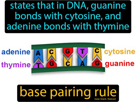 Base Pairing Rule Easy Science Flashcards Science Facts Science Memes
