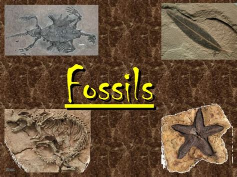 Fossils Ppt
