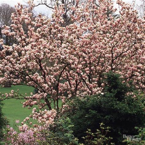 How Long Will It Take My New Red Maple To Grow To Full Size Better Homes Gardens