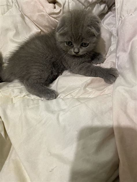 Продам шотландских вислоухих котят