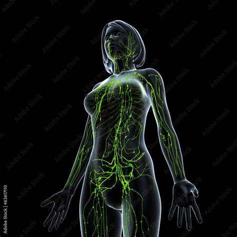 Anatomy Of Female Lymphatic System In Black Stock Illustration Adobe Stock