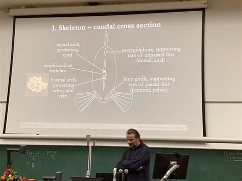 Comparative Flashcards Quizlet